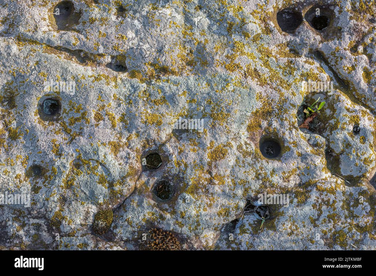 lichen presumably on quartzite sandstone surface under direct sunlight ...