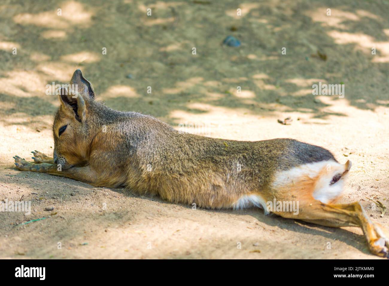 Mara animal (latin name Dolichotis patagonum) on the dirt ground. Photo ...