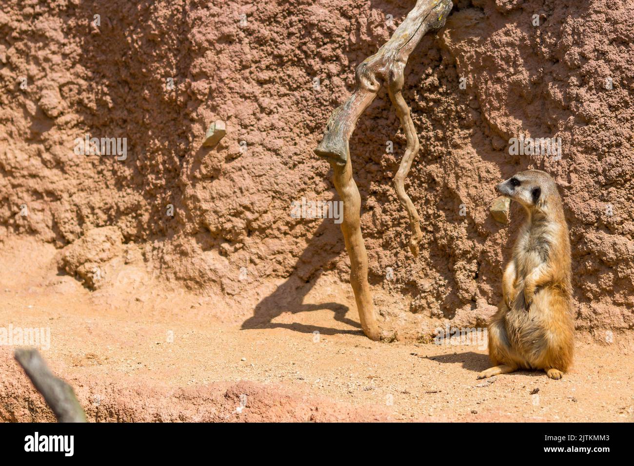 Meerkat animal (latin name Suricata Suricatta) in the wild. Detail of ...