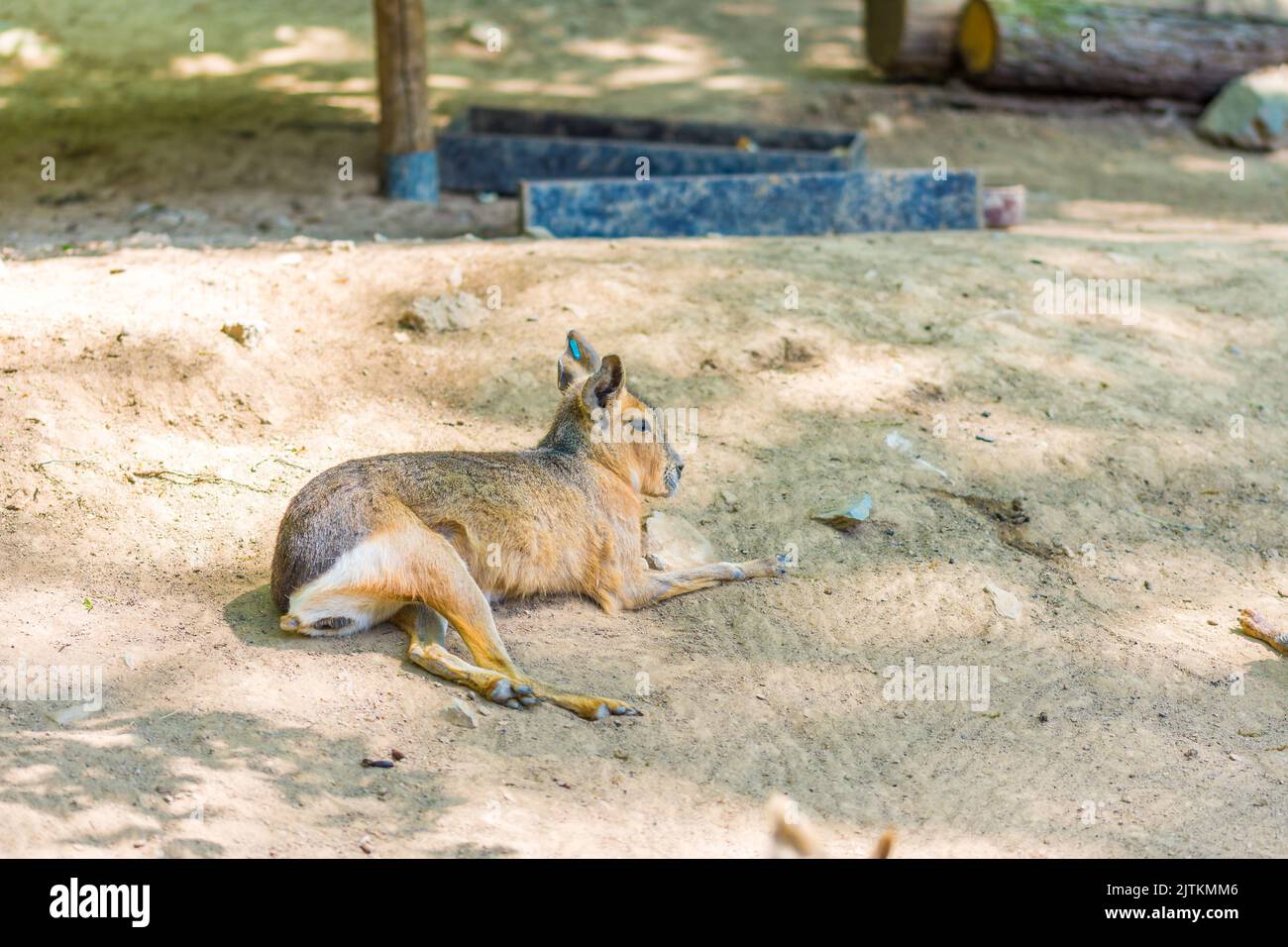 Mara animal (latin name Dolichotis patagonum) on the dirt ground. Photo ...