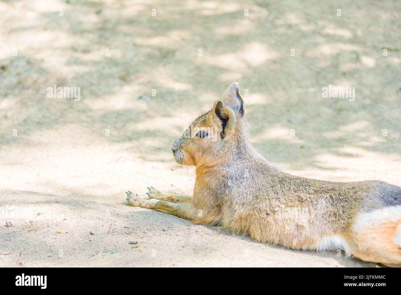 Mara animal (latin name Dolichotis patagonum) on the dirt ground. Photo ...