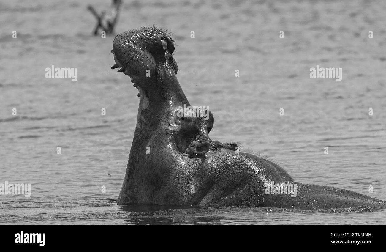 Black and white hippo; b&w hippo; Yawning hippo; Hippo yawning ...