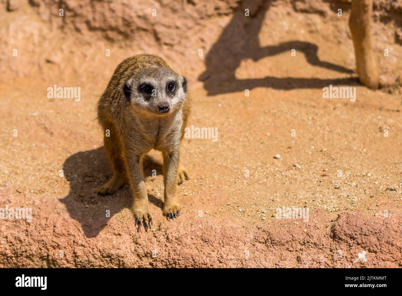 Meerkat animal (latin name Suricata Suricatta) in the wild. Detail of ...