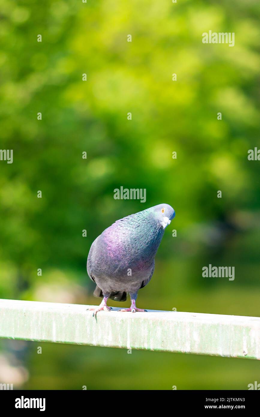 Pidgeon bird funny look to camera. Bird is placed on green background ...
