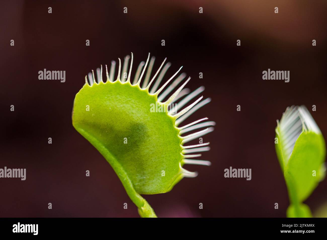 Trap leaf of dionaea muscipula carnivorous plant. Closeup look to ...