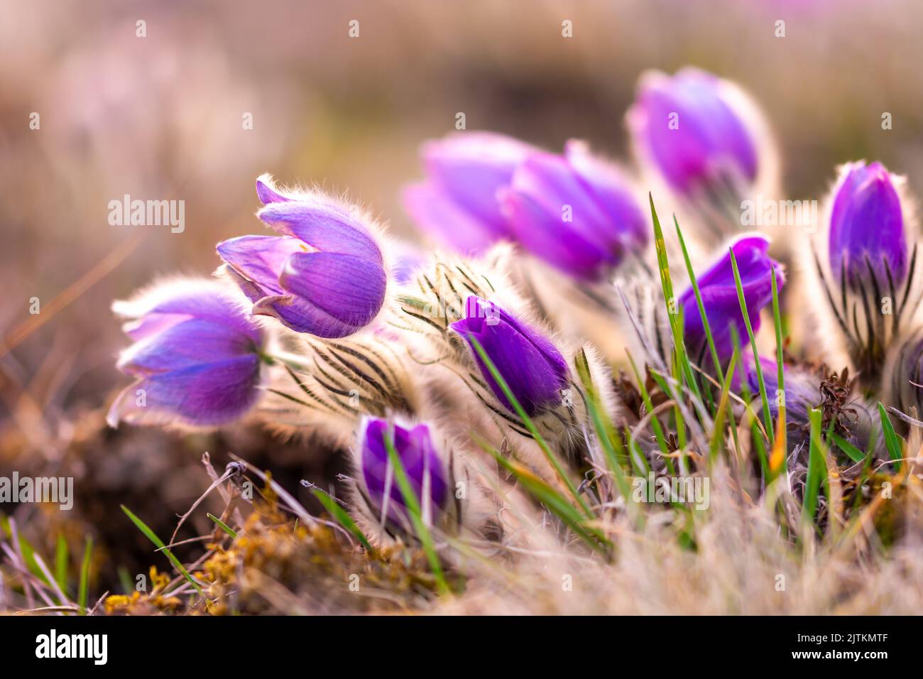 Greater pasque flowers (Pulsatilla grandis) with water drops, nature ...
