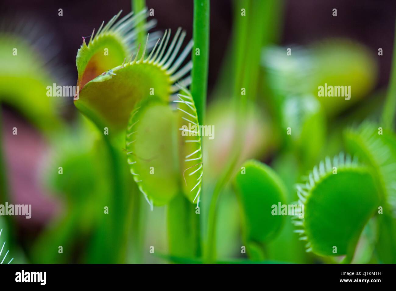 Trap Leaf Of Dionaea Muscipula Carnivorous Plant Closeup Look To Leaves And Insect Inside Stock