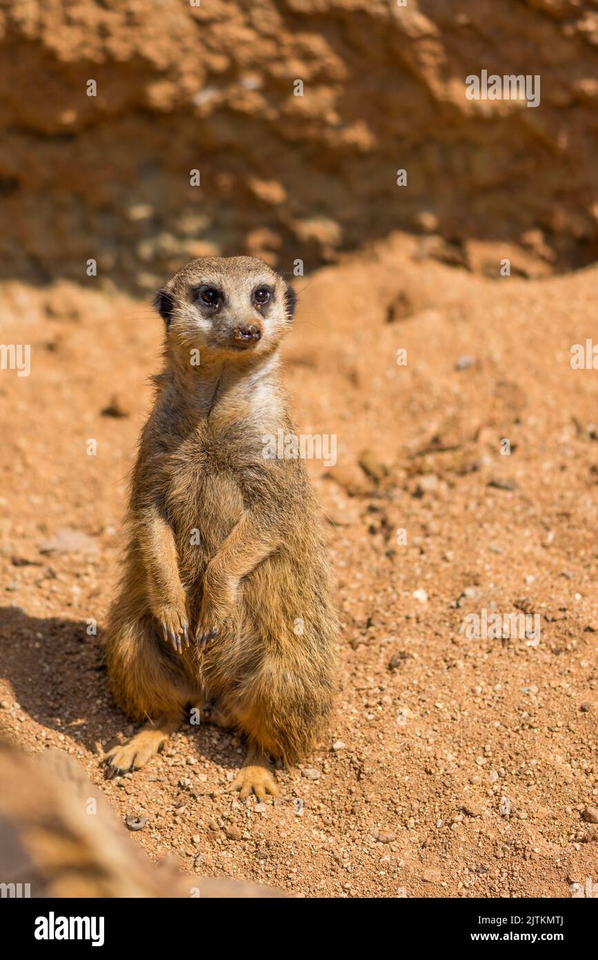 Cute funny meerkat standing hi-res stock photography and images - Alamy