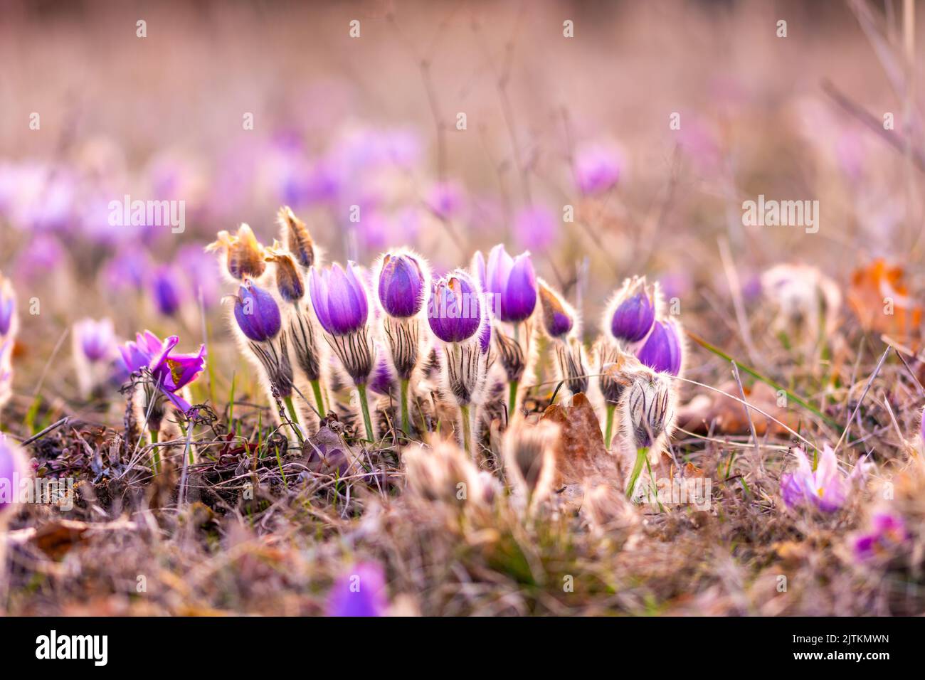 Greater pasque flowers (Pulsatilla grandis) with water drops, nature ...