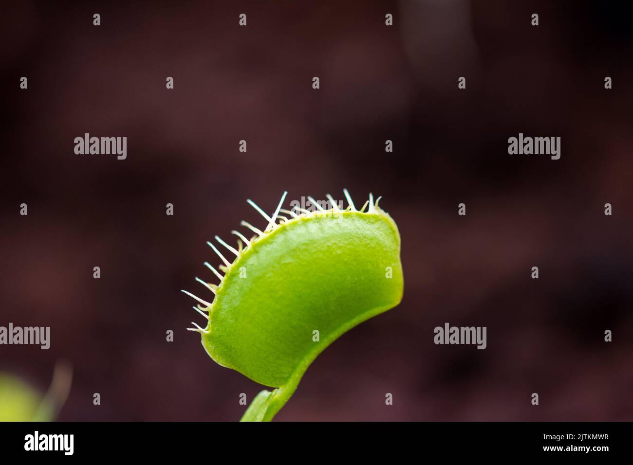 Trap leaf of dionaea muscipula carnivorous plant. Closeup look to ...
