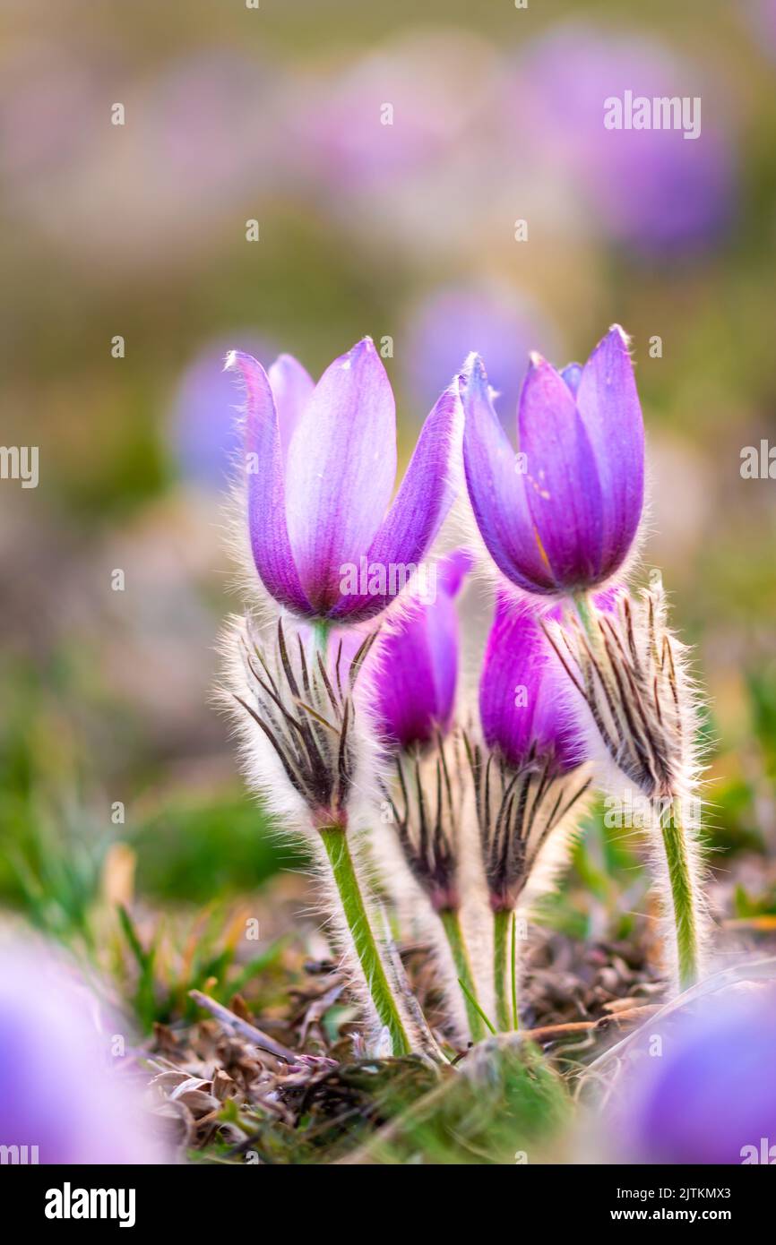 Greater pasque flowers (Pulsatilla grandis) with water drops, nature ...