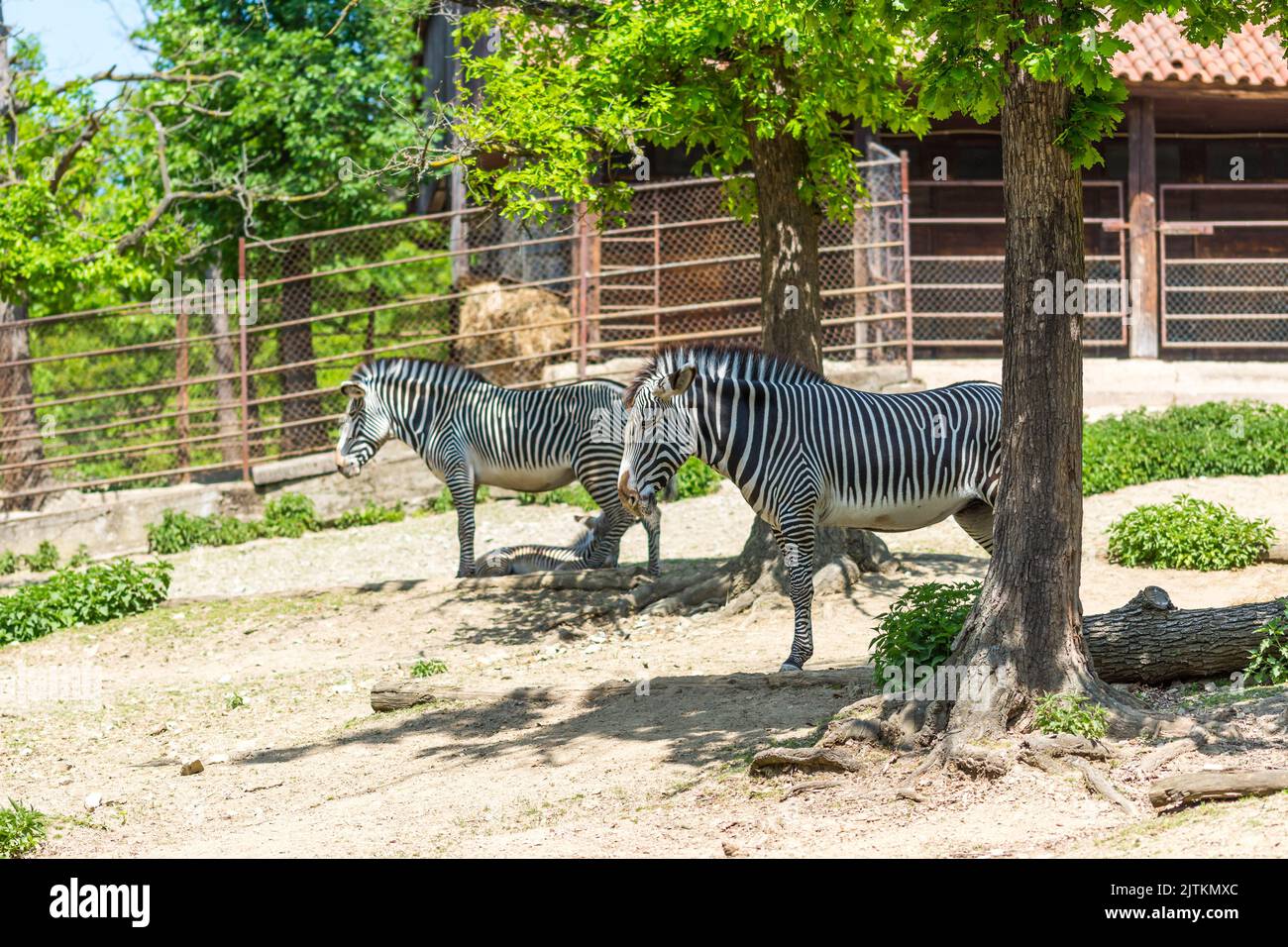 Zebra animal hi-res stock photography and images - Alamy
