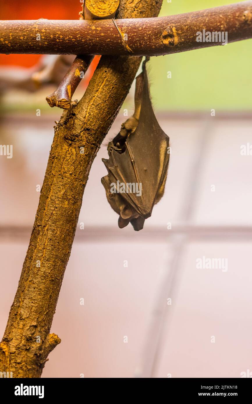 The bat animal (latin name microchiroptera) is hanging on the wood ...