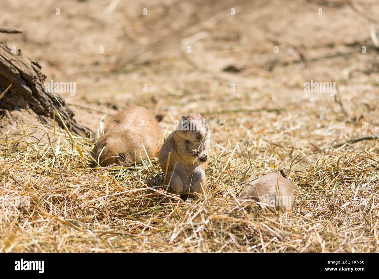 The Prairie Dog (latin name Cynomys ludovicianus) on the ground. Rodent ...