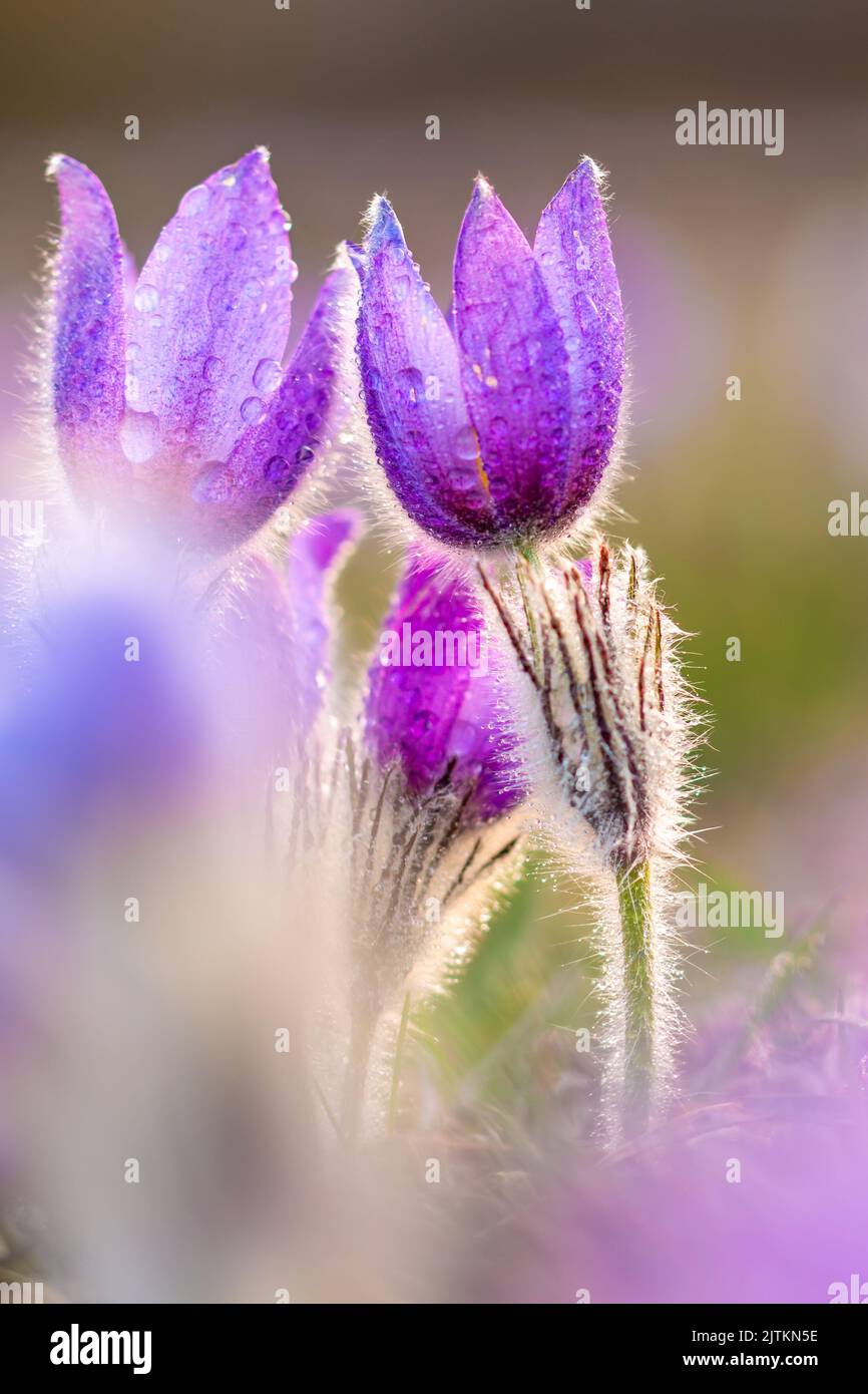 Greater pasque flowers (Pulsatilla grandis) with water drops, nature ...