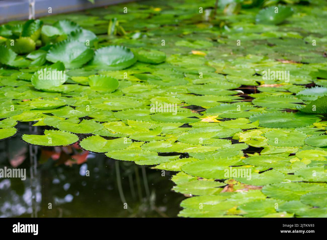 nymphaea leaves on the water. Plant growing in the lake with big leaf ...