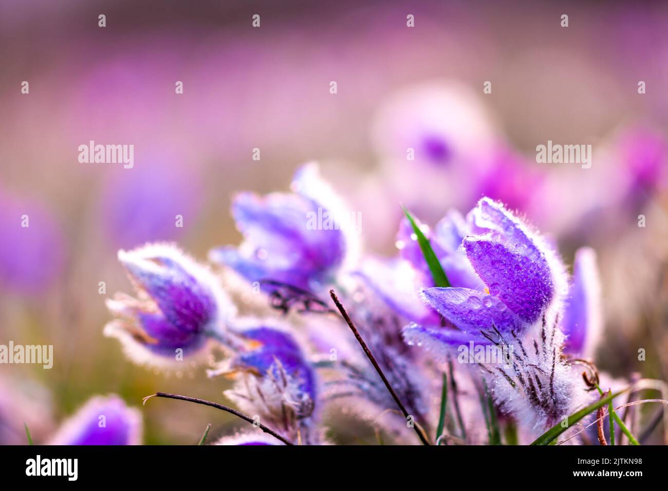 Greater pasque flowers (Pulsatilla grandis) with water drops, nature ...