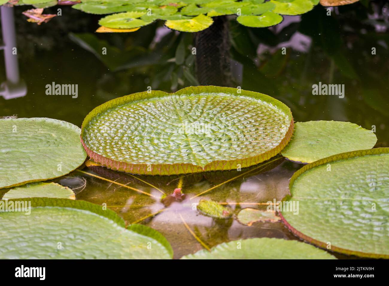 nymphaea leaves on the water. Plant growing in the lake with big leaf ...