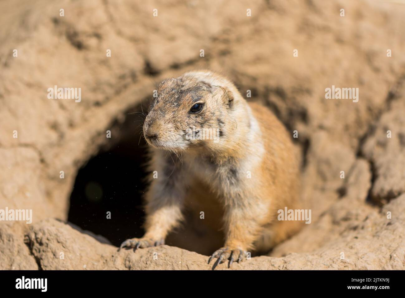 Prairie dog africa hi-res stock photography and images - Alamy