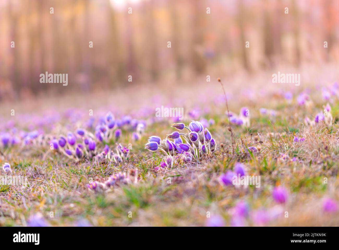 Greater pasque flowers (Pulsatilla grandis) with water drops, nature ...