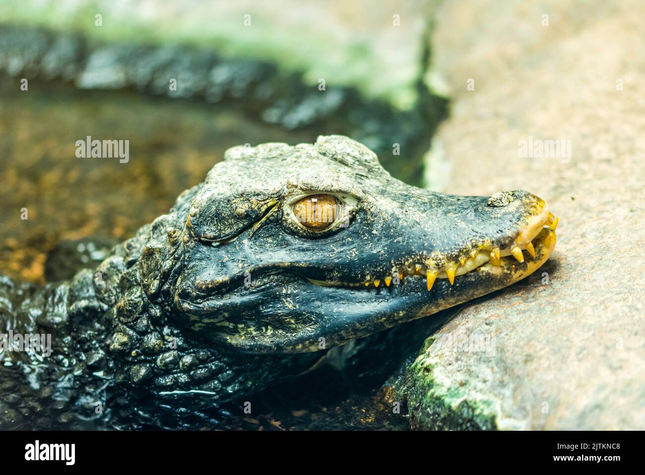 Caiman crocodile (latin name Paleosuchus palpebrosus) - detail of head ...
