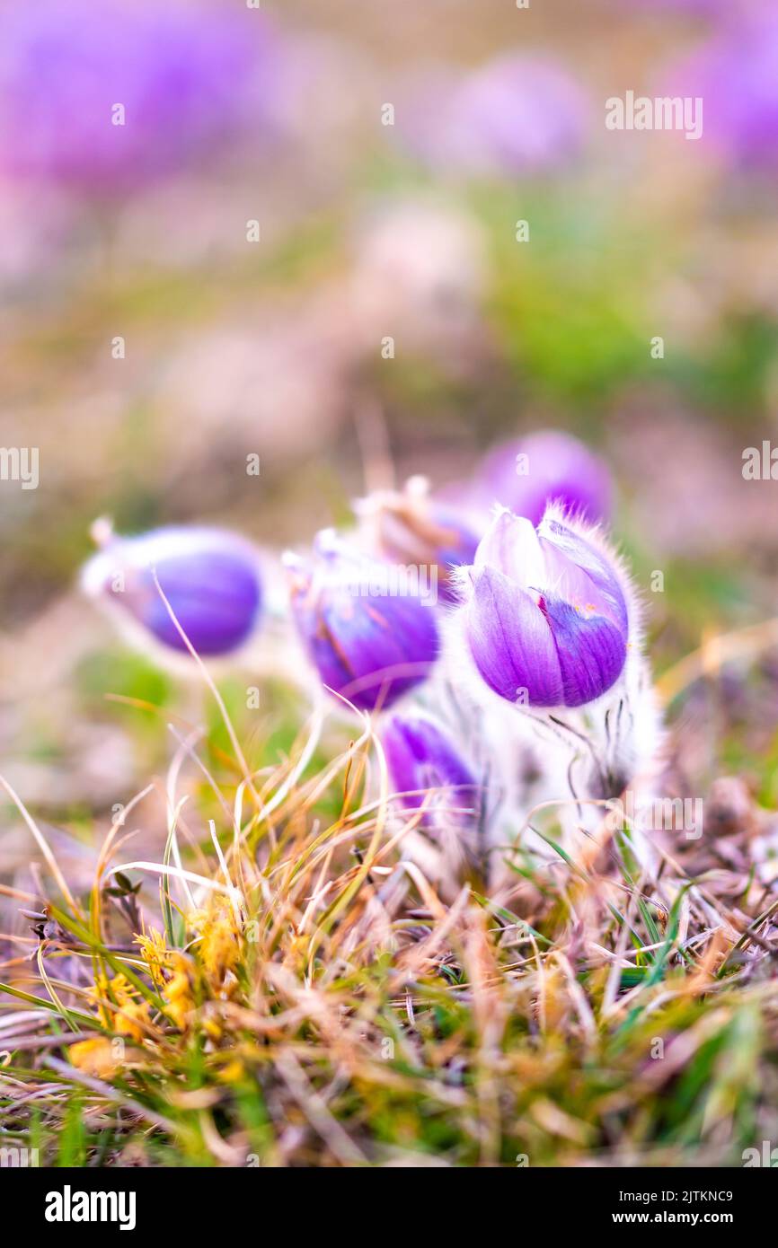 Greater pasque flowers (Pulsatilla grandis) with water drops, nature ...