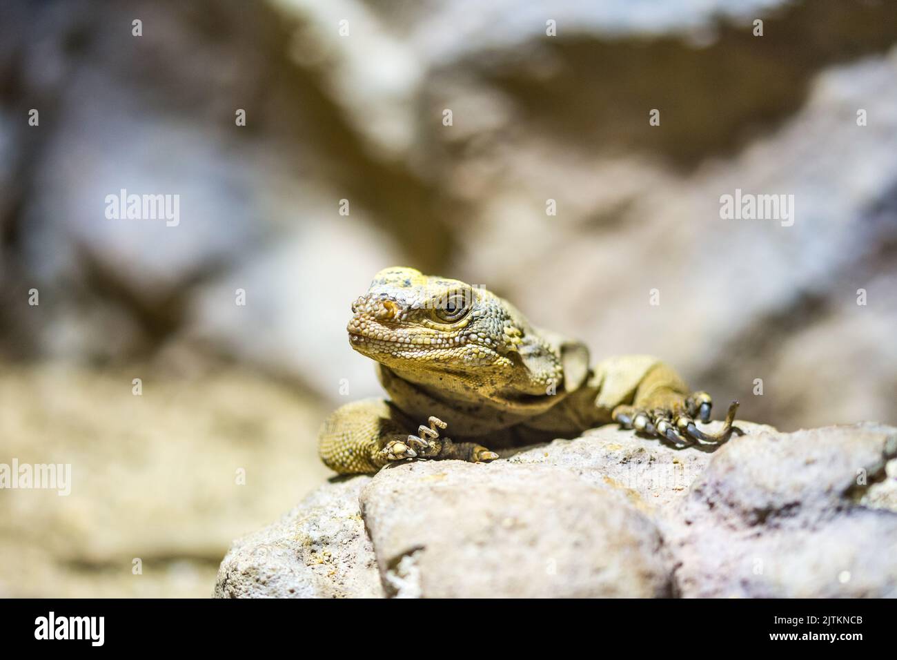 The lizard (latin name Sauromalus obesus) on the rock. Detail of ...