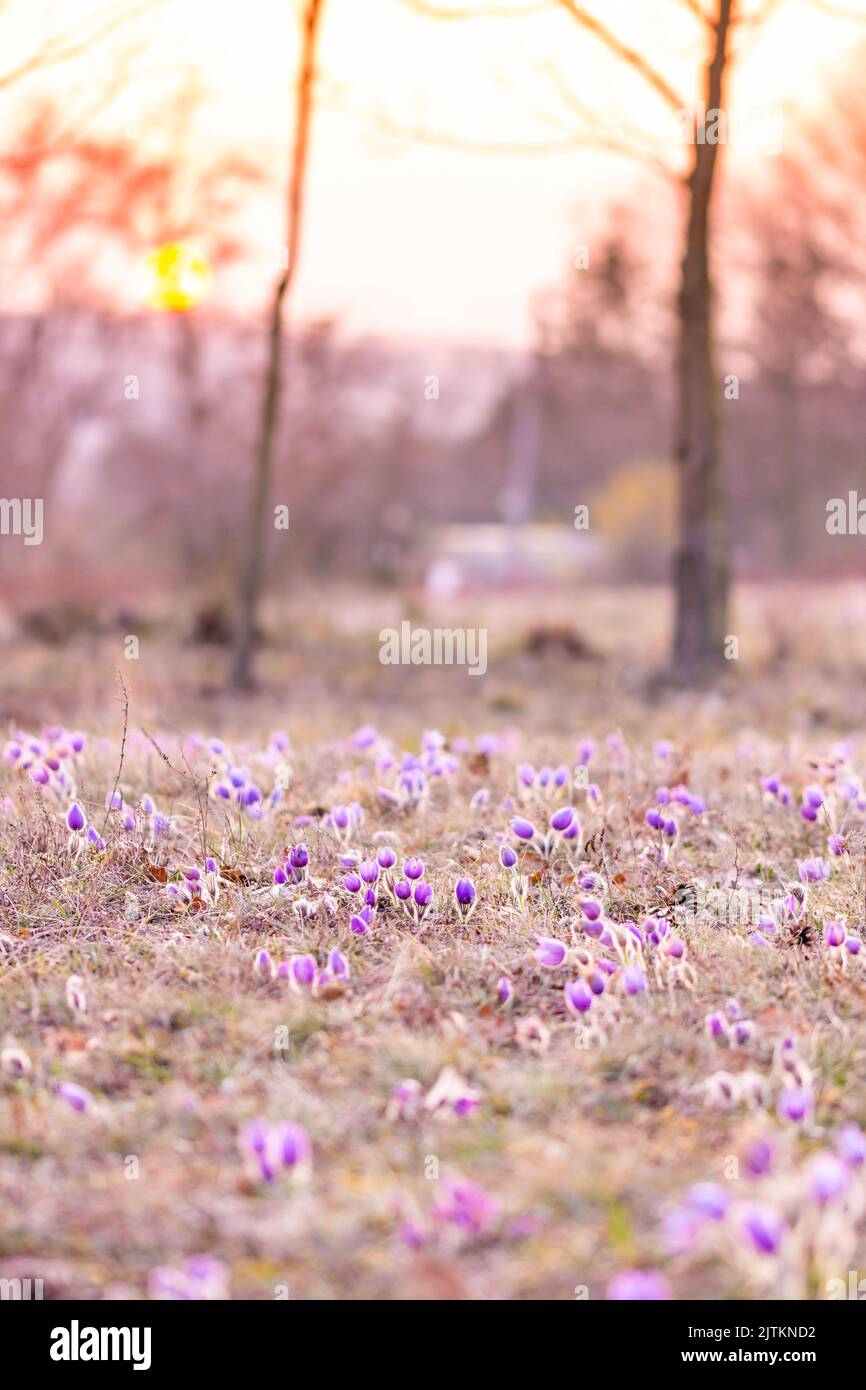 Greater pasque flowers (Pulsatilla grandis) with water drops, nature ...