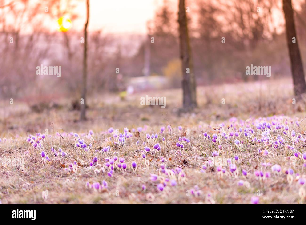 Greater pasque flowers (Pulsatilla grandis) with water drops, nature ...