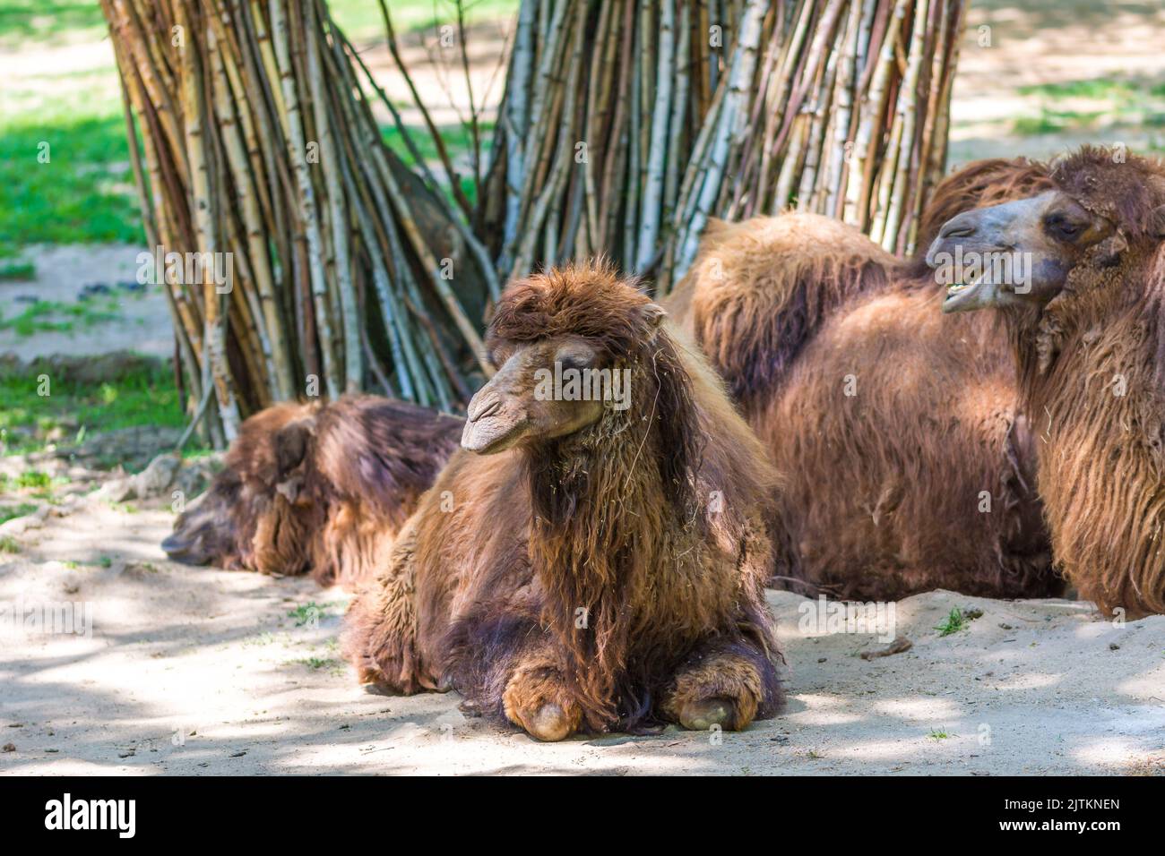 Camel (latin name Camelus bactrianus) is lying on the dirt ground ...