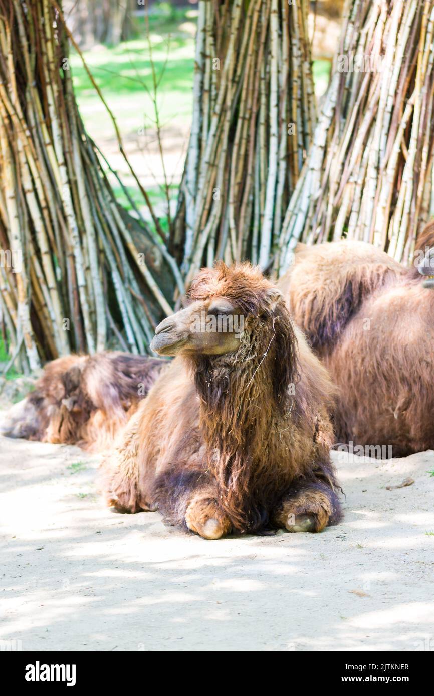 Camel (latin name Camelus bactrianus) is lying on the dirt ground ...