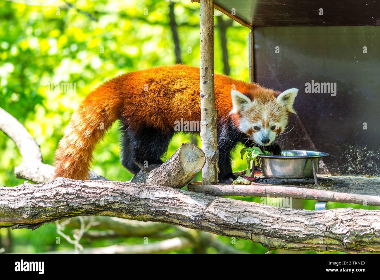 Red panda (latin name Ailurus fulgens) is eating on the tree branch ...