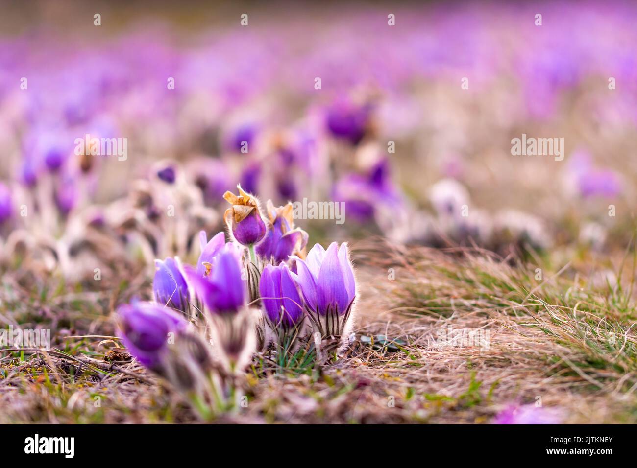 Koniklecova louka hi-res stock photography and images - Alamy