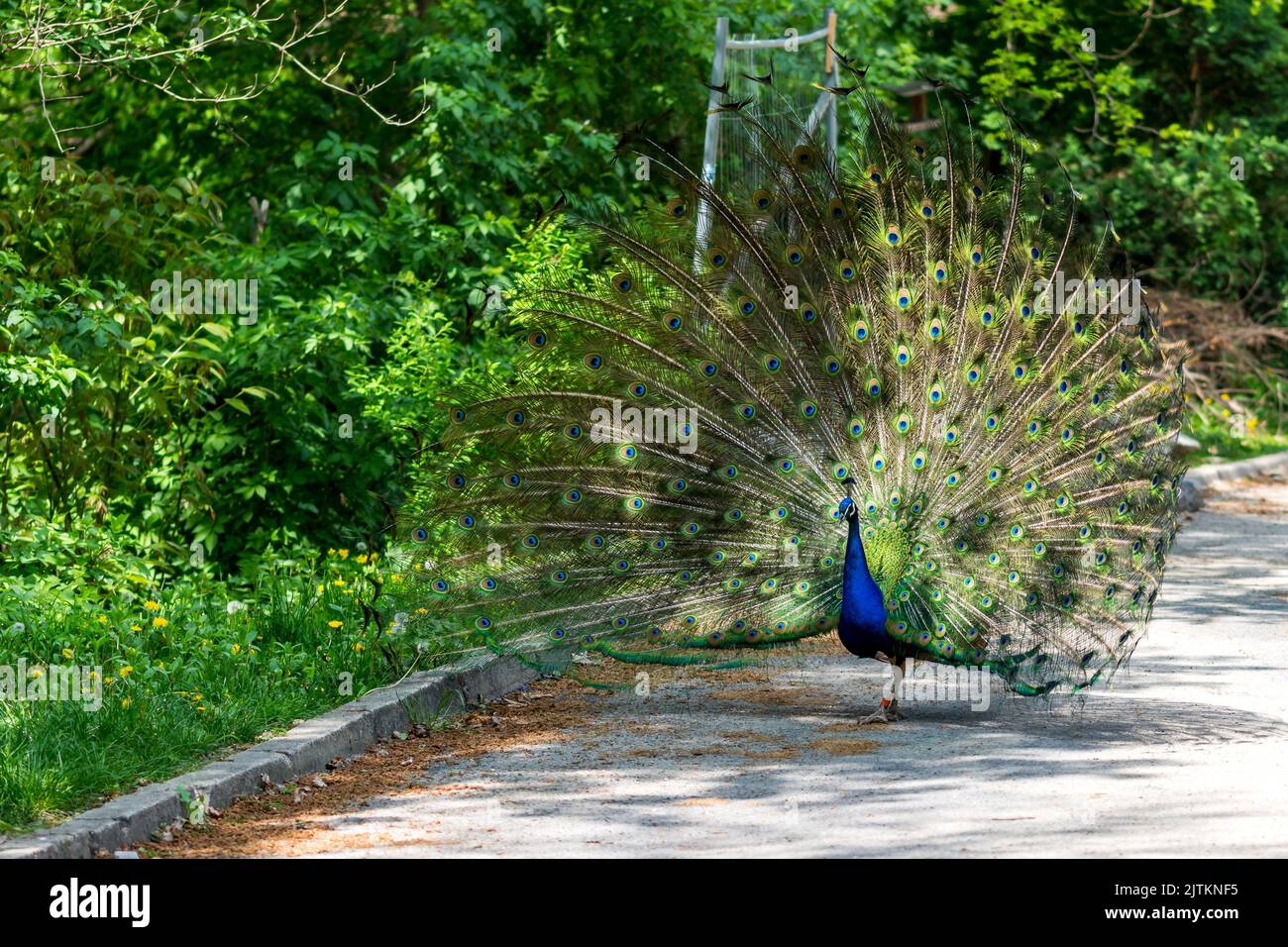 The peacock (latin name Pavo cristatus) bird on the park street ...