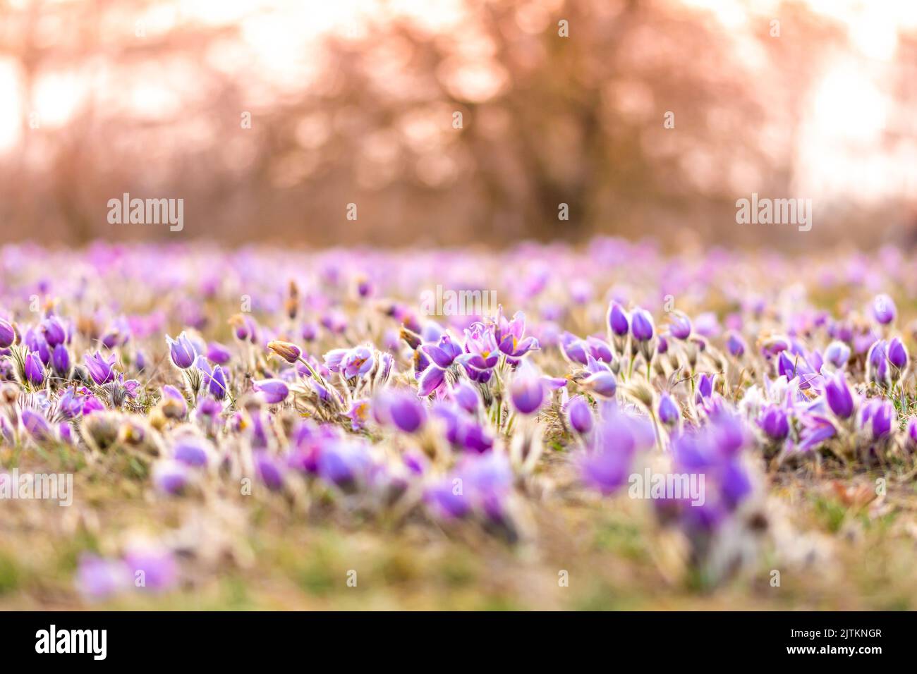 Greater pasque flowers (Pulsatilla grandis) with water drops, nature ...