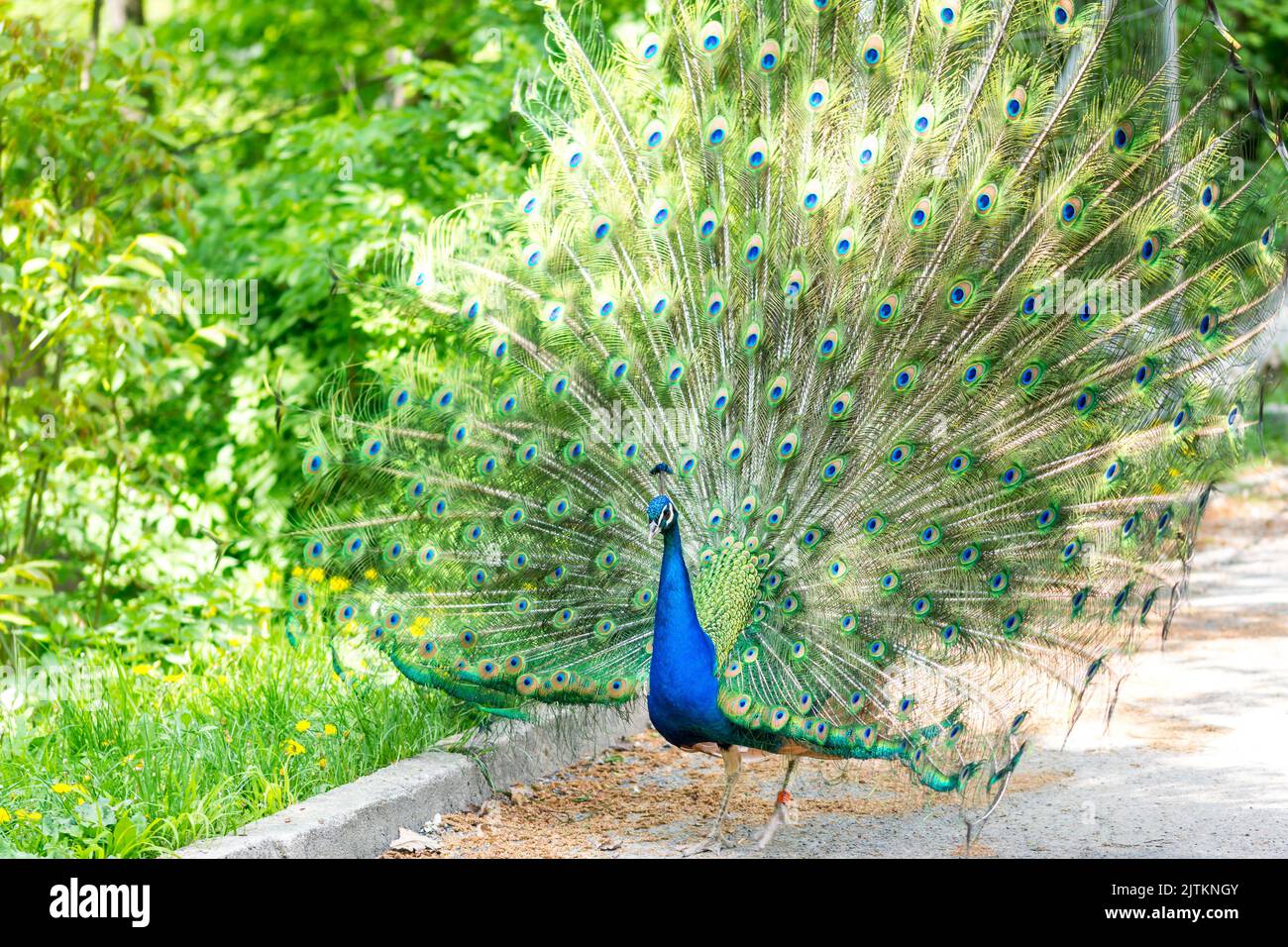 The peacock (latin name Pavo cristatus) bird on the park street ...