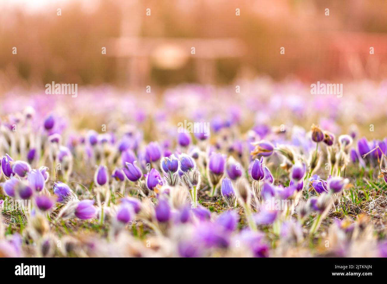 Greater pasque flowers (Pulsatilla grandis) with water drops, nature ...