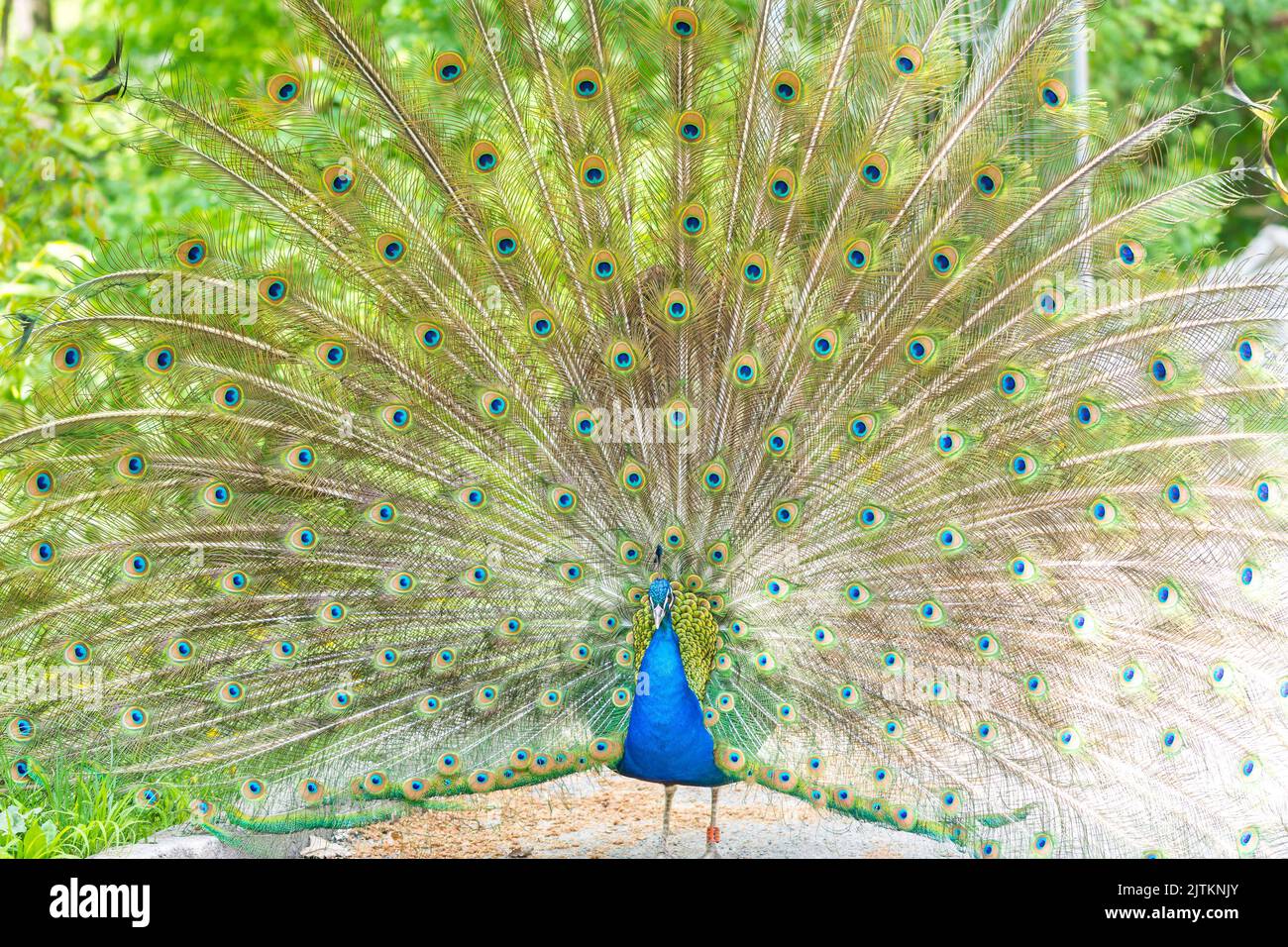 The peacock (latin name Pavo cristatus) bird on the park street ...