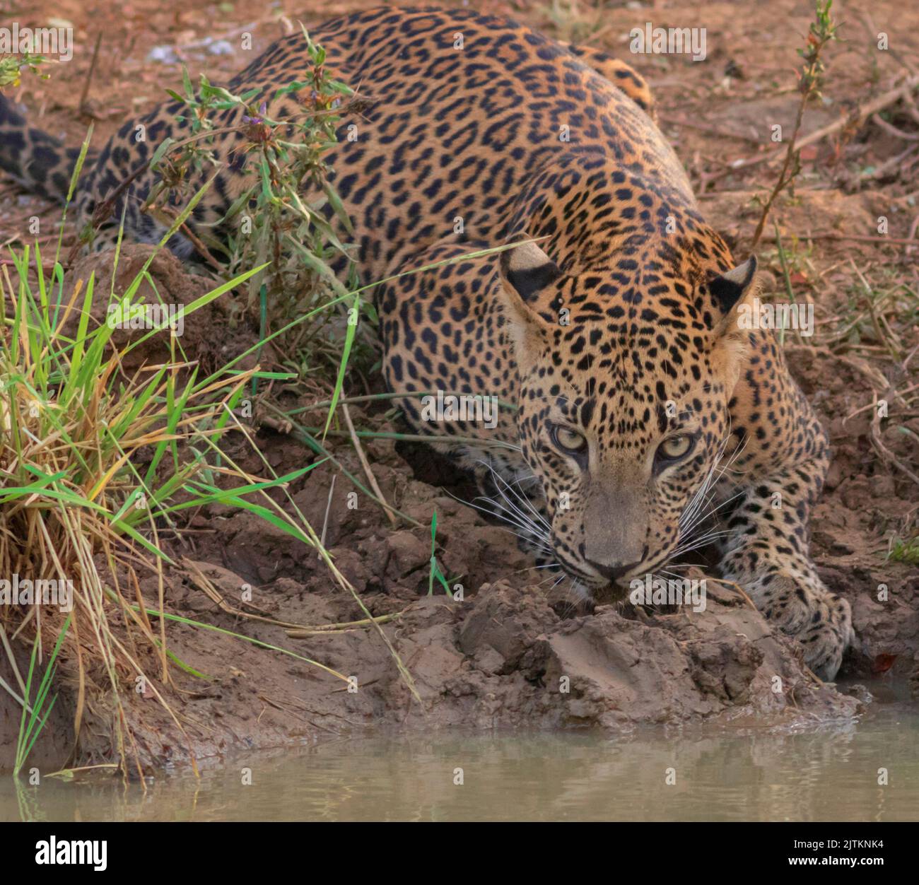 Leopard have a drink; leopard drinking water; leopard in Sri Lanka; Big ...