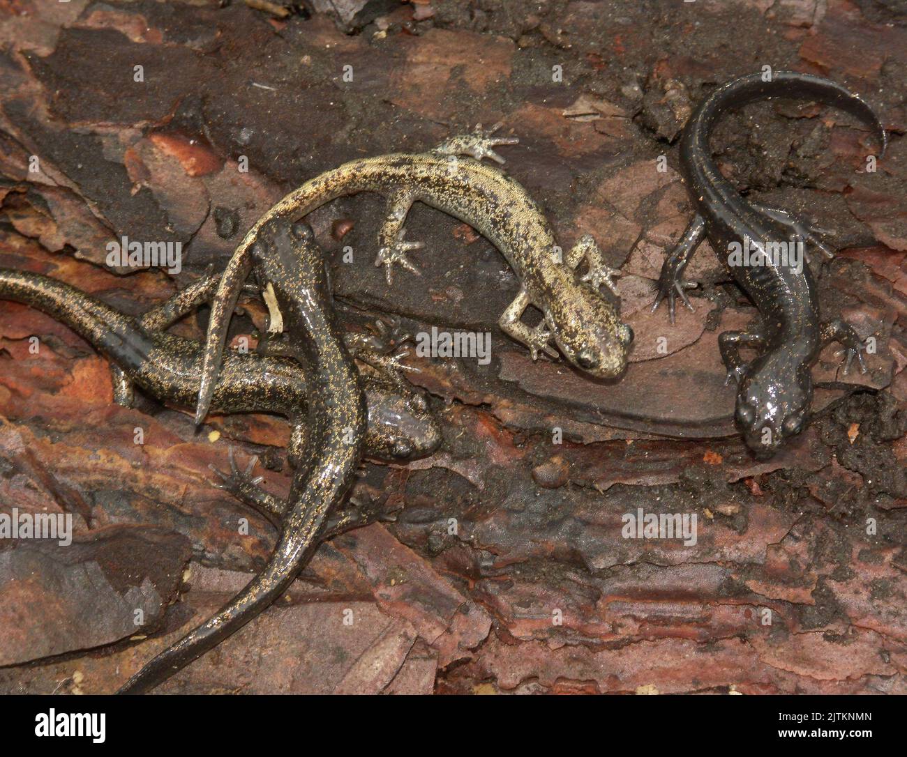 Closeup on an aggregation of brassy colored Hokkaido salamanders ...
