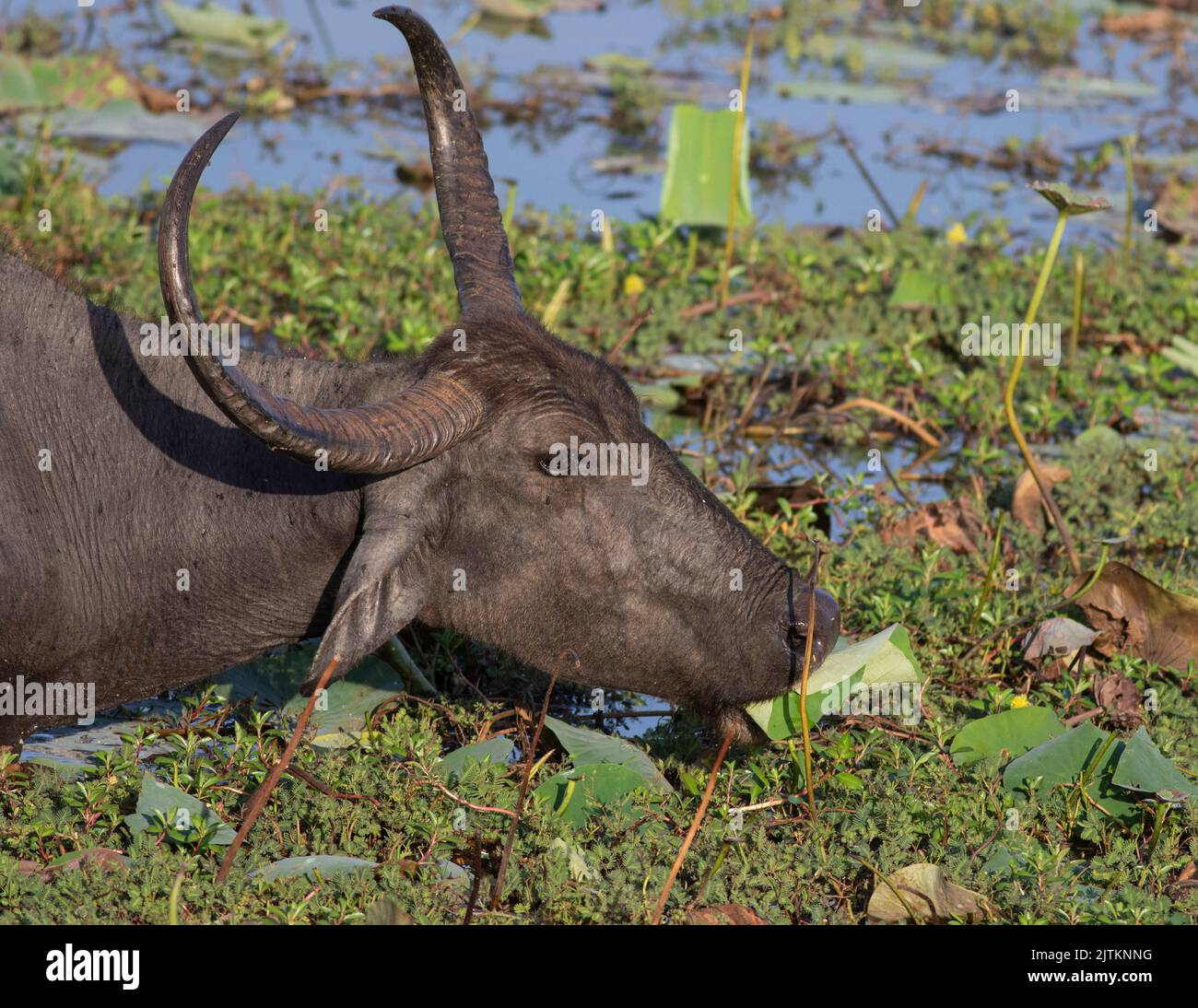 Close up buffalo on meadow hi-res stock photography and images - Alamy