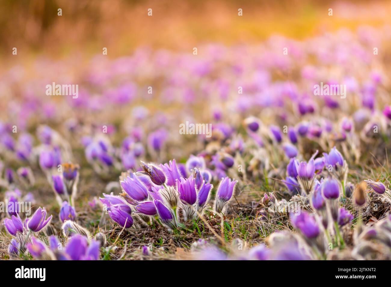 Greater pasque flowers (Pulsatilla grandis) with water drops, nature ...