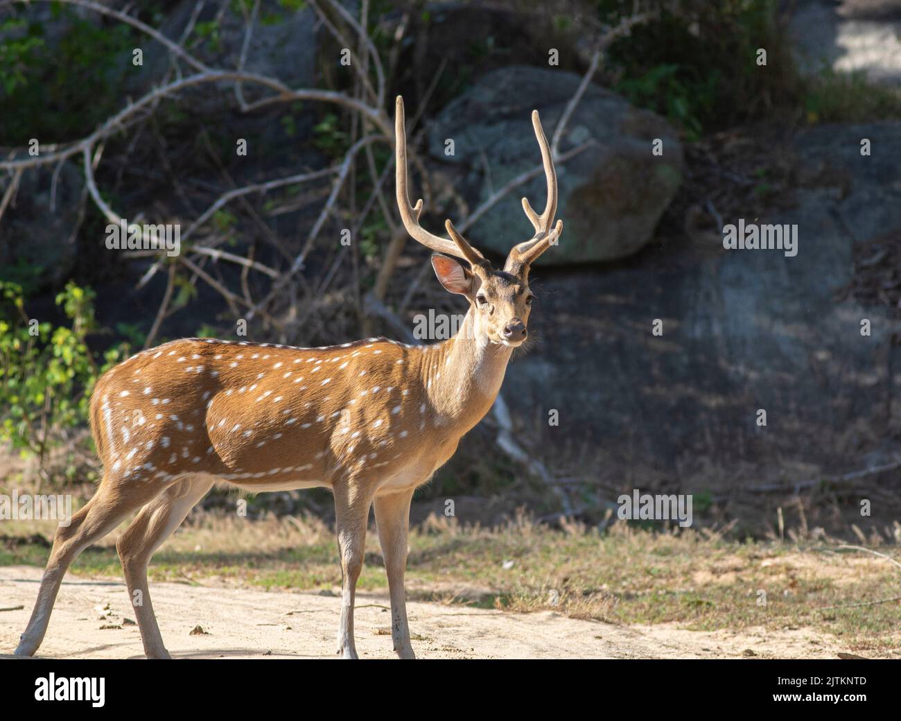 deer in the savannah; deer in the grass; deer standing in the sun; male ...