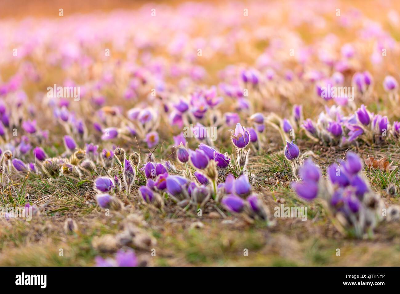 Greater pasque flowers (Pulsatilla grandis) with water drops, nature ...