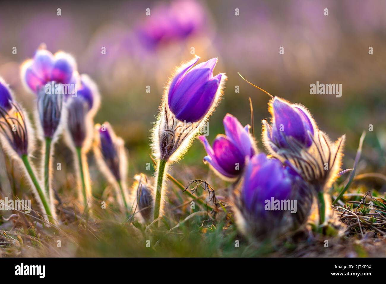 Greater pasque flowers (Pulsatilla grandis) with water drops, nature ...