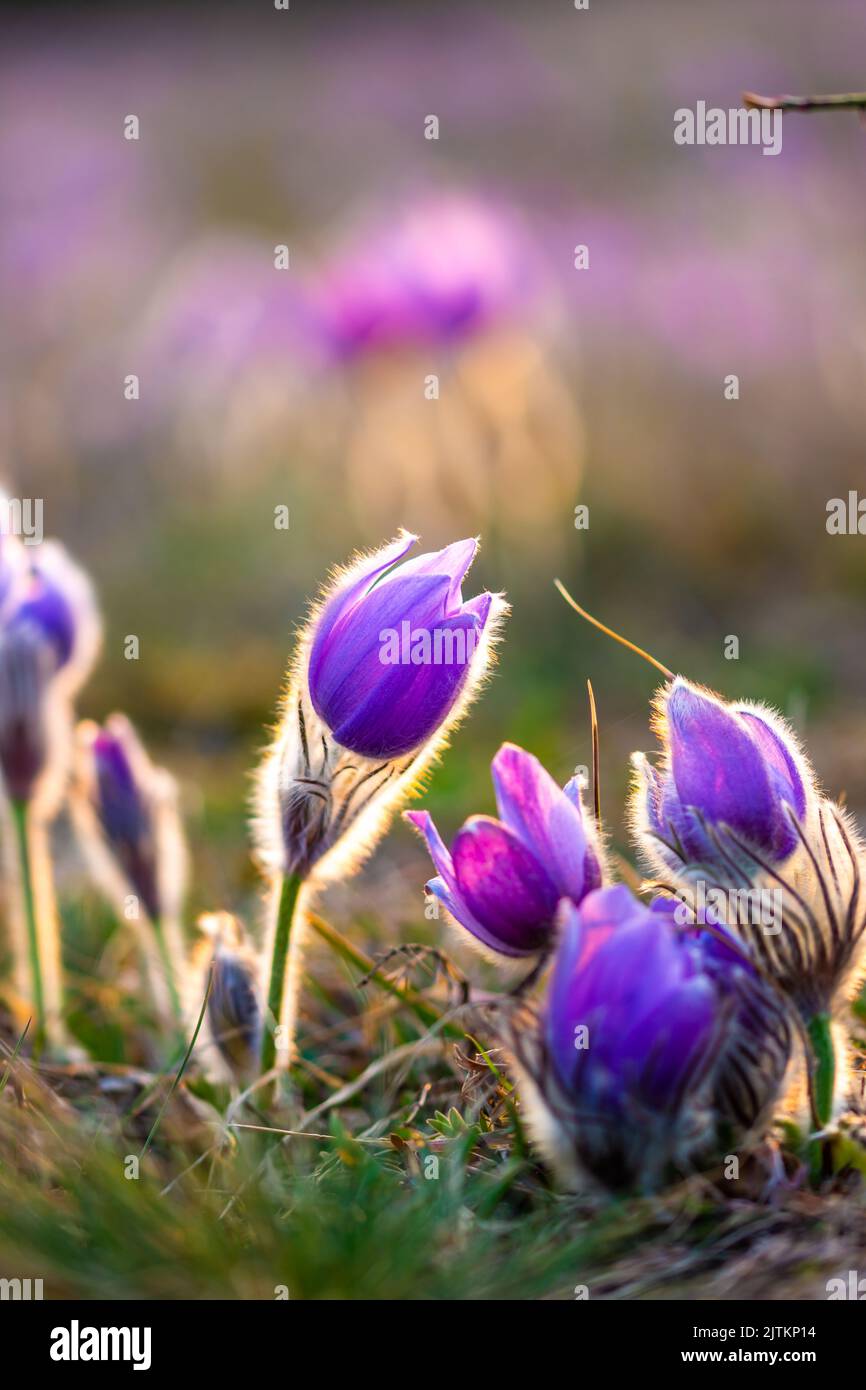 Greater pasque flowers (Pulsatilla grandis) with water drops, nature ...
