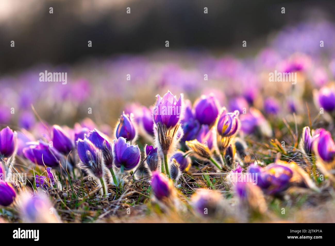 Greater pasque flowers (Pulsatilla grandis) with water drops, nature ...