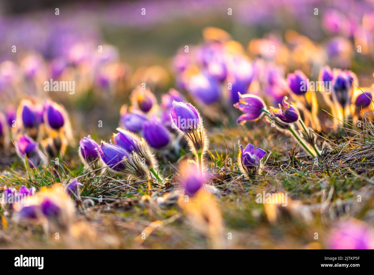Greater pasque flowers (Pulsatilla grandis) with water drops, nature ...