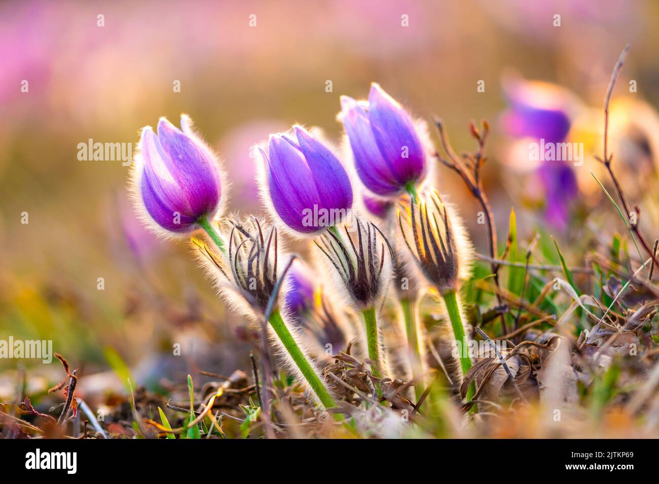 Greater pasque flowers (Pulsatilla grandis) with water drops, nature ...