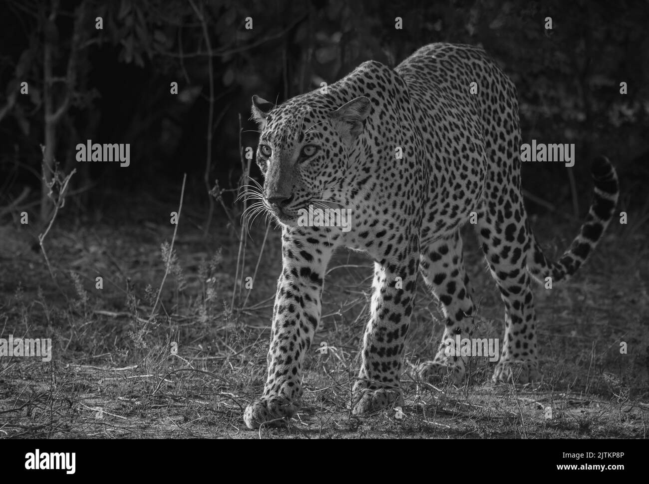 White black spots adult Black and White Stock Photos & Images - Alamy